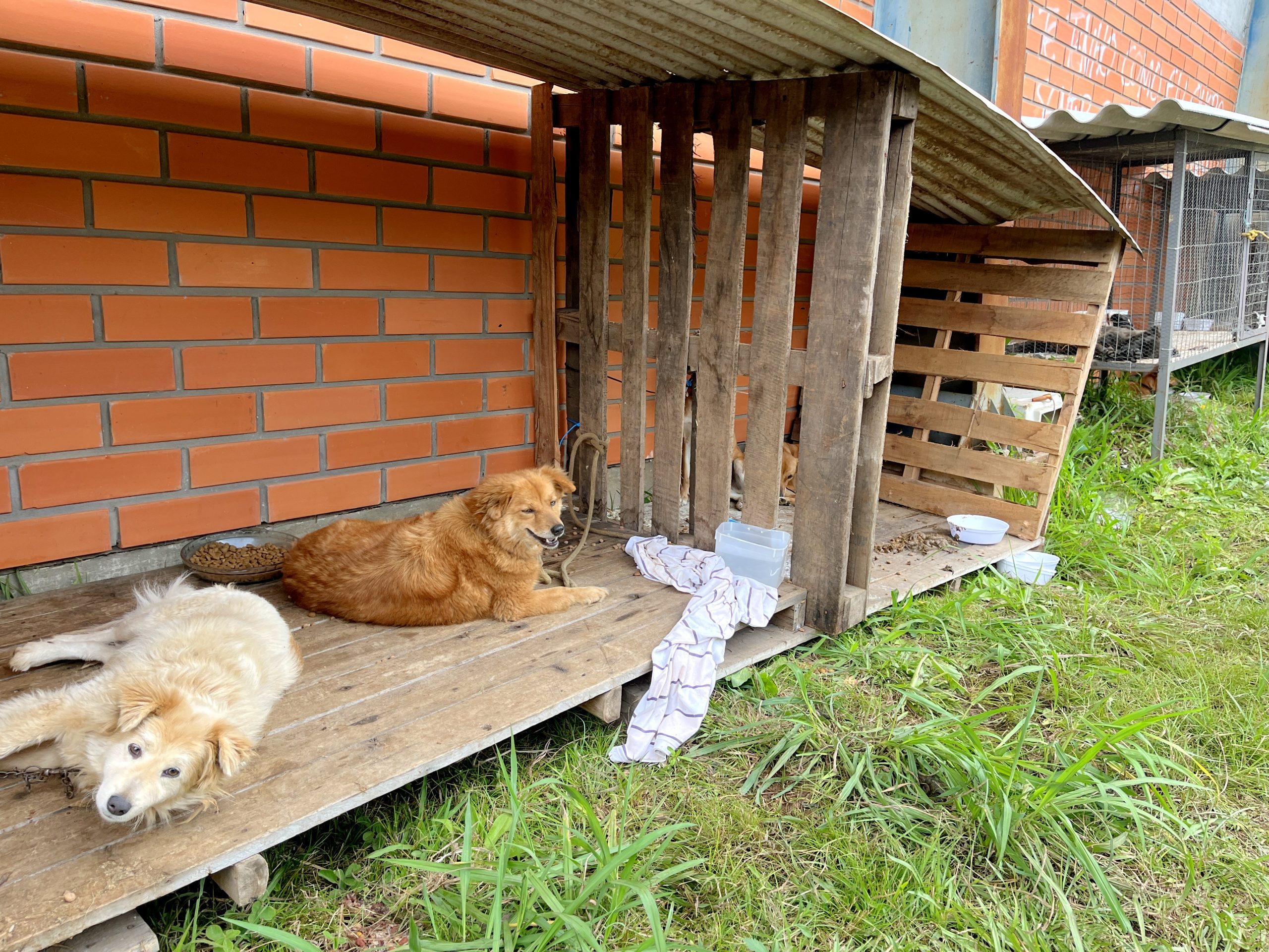 Canil é montado em Estrela para receber cães resgatados na enchente